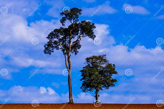 Trees stock image. Image of tree, soldier, trees, nature - 122044815