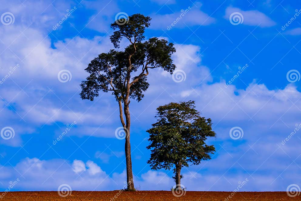 Trees stock image. Image of tree, soldier, trees, nature - 122044815