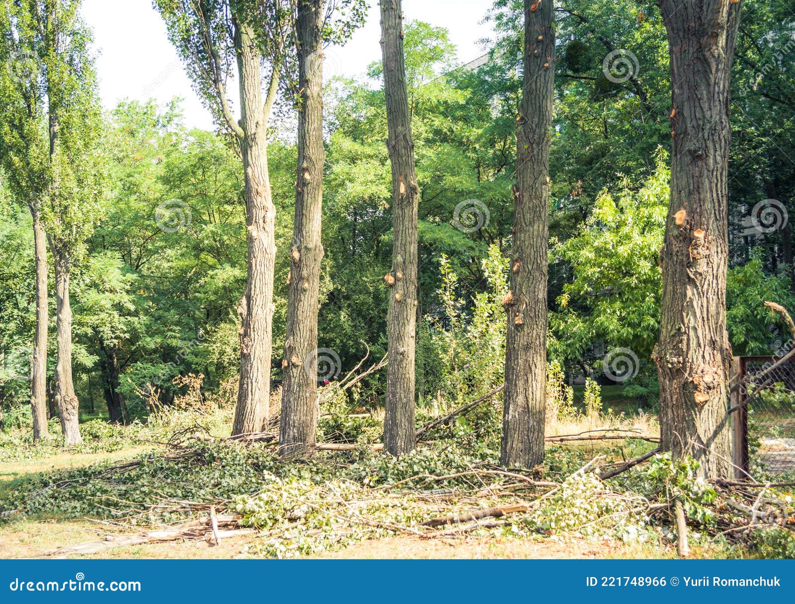The Trees with Some Branches Cutted Off Stock Photo - Image of timber ...