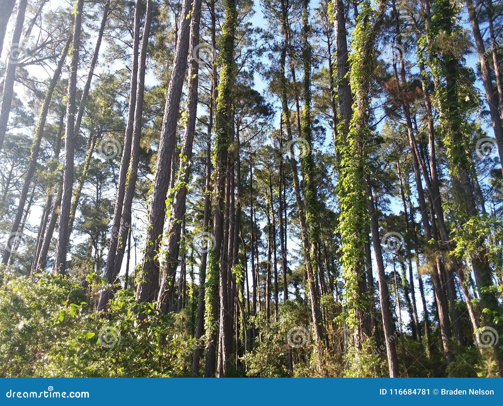 Trees stock image. Image of nonfilter, green, tall, nature - 116684781