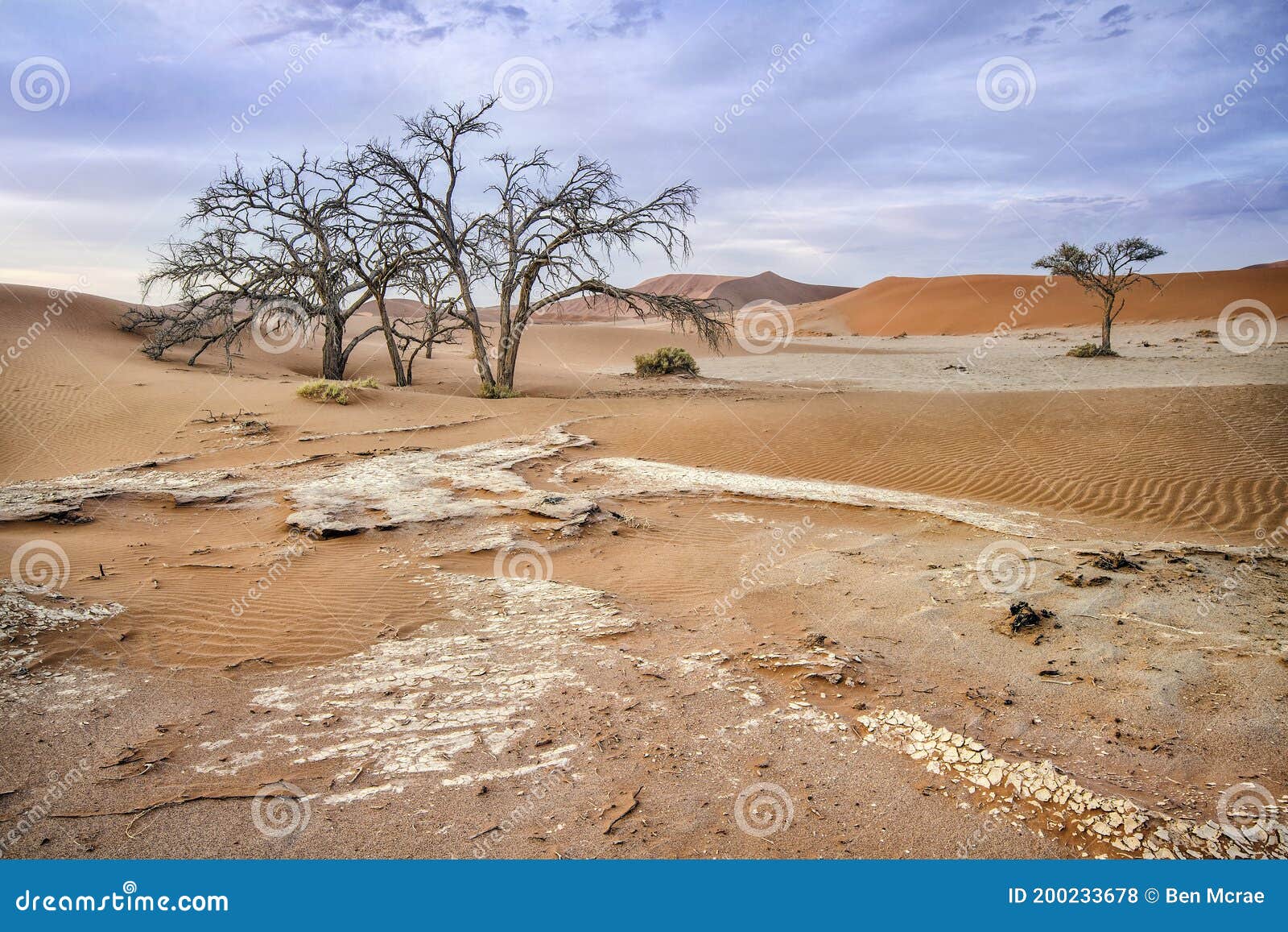Tree in front of sand dune stock photo. Image of arid - 200233678