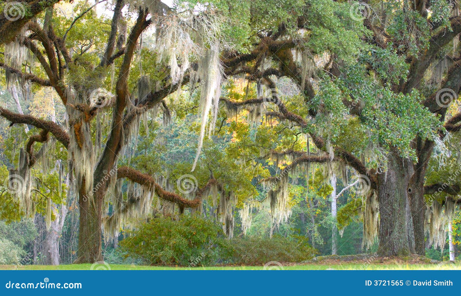 Oak Trees With Spanish Moss, Forsyth Park, Savannah, Georgia Stock ...