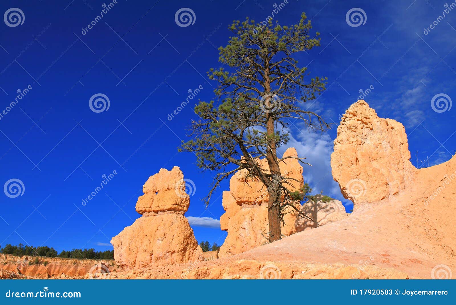 Trees and Spires stock image. Image of evergreens, outdoor - 17920503