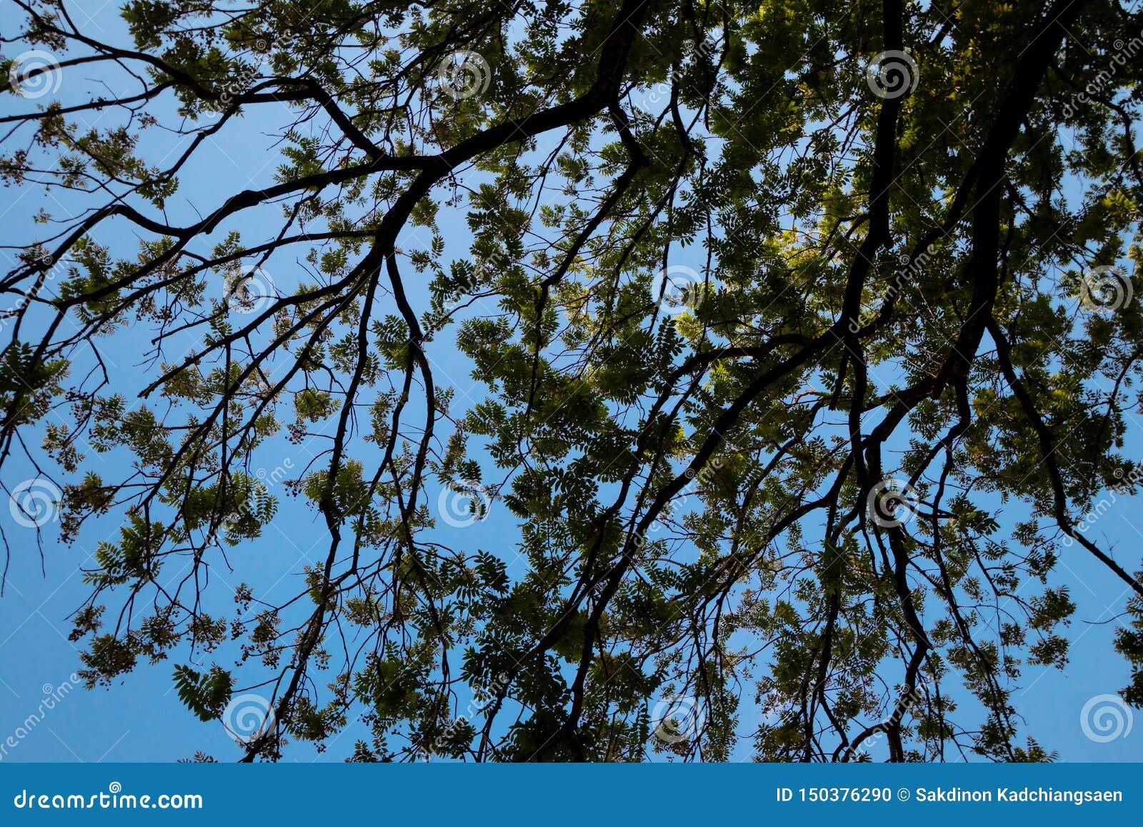 Trees are Spreading Branches and Leaves Stock Photo - Image of branch ...