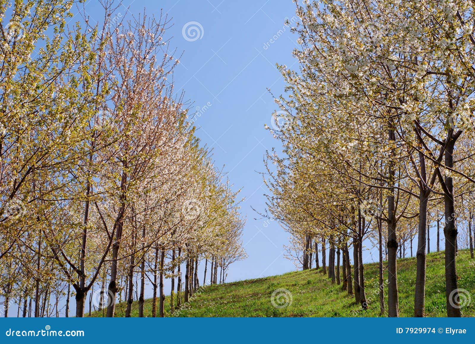 Trees in Spring stock photo. Image of grassy, spindly - 7929974