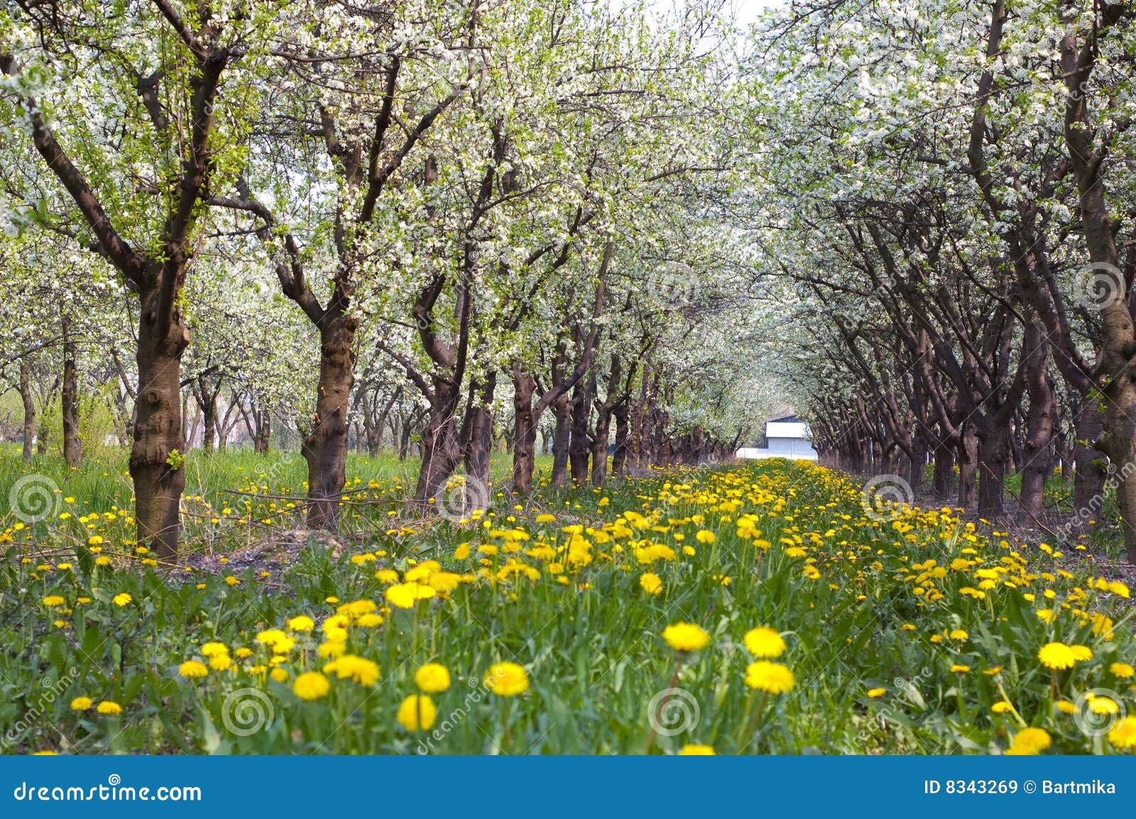 Trees in spring stock image. Image of forest, tree, nature - 8343269
