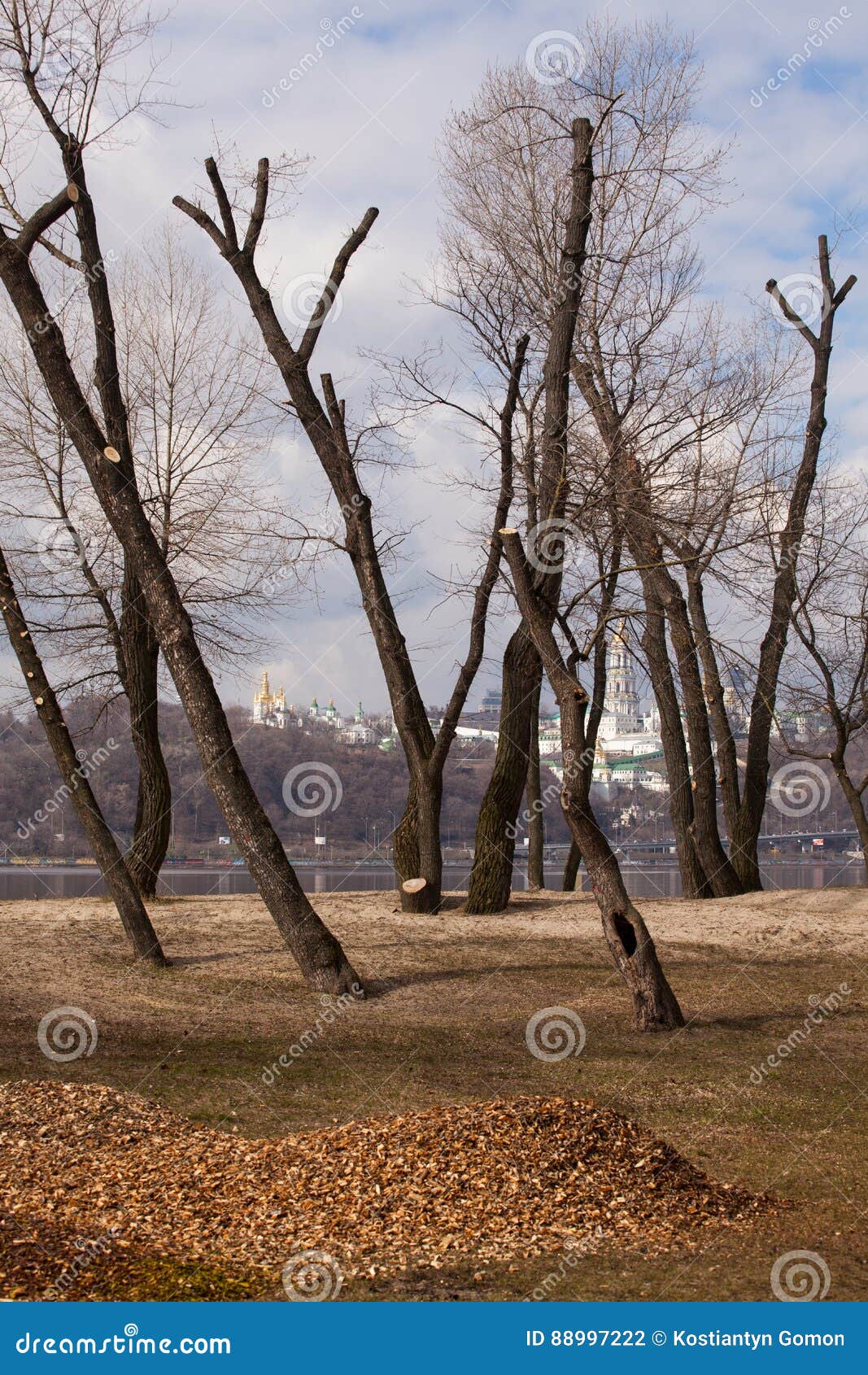Trees in spring stock photo. Image of spring, season - 88997222