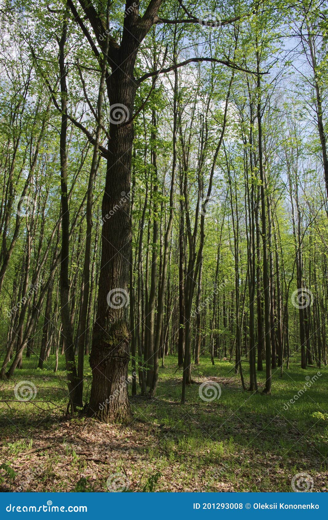 Trees in the Spring Deciduous Forest. Beautiful Shady Forest Stock ...
