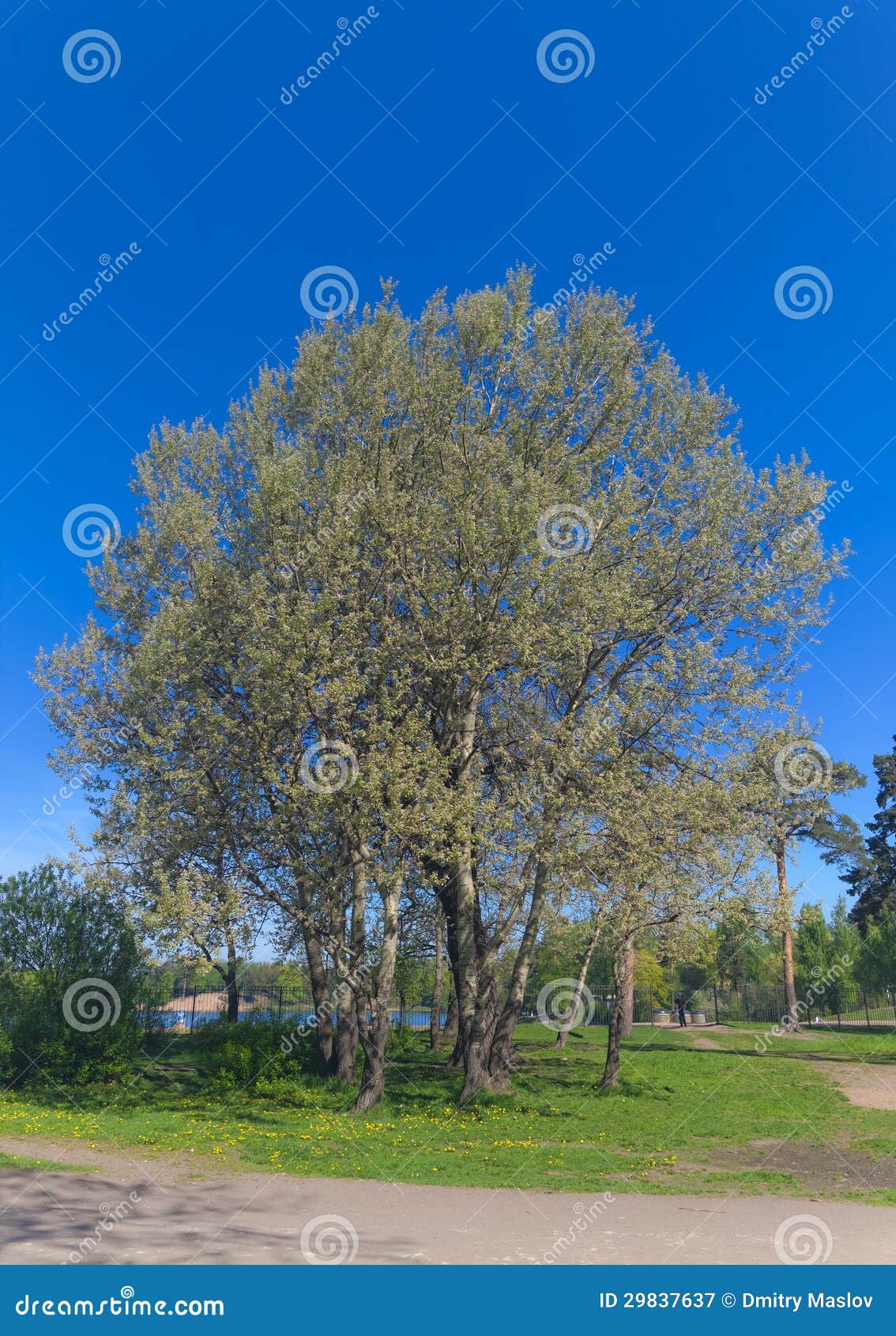 Trees with spring foliage stock image. Image of view - 29837637