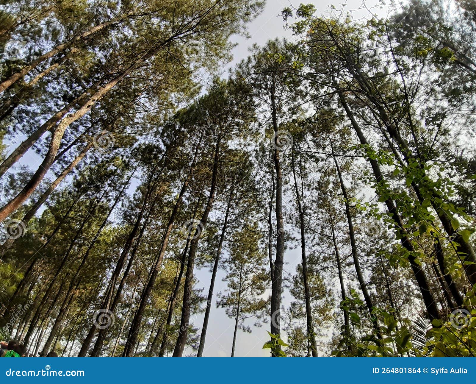 Trees in Spring with Golden Leaves with Shadow of Tree Stock Photo ...