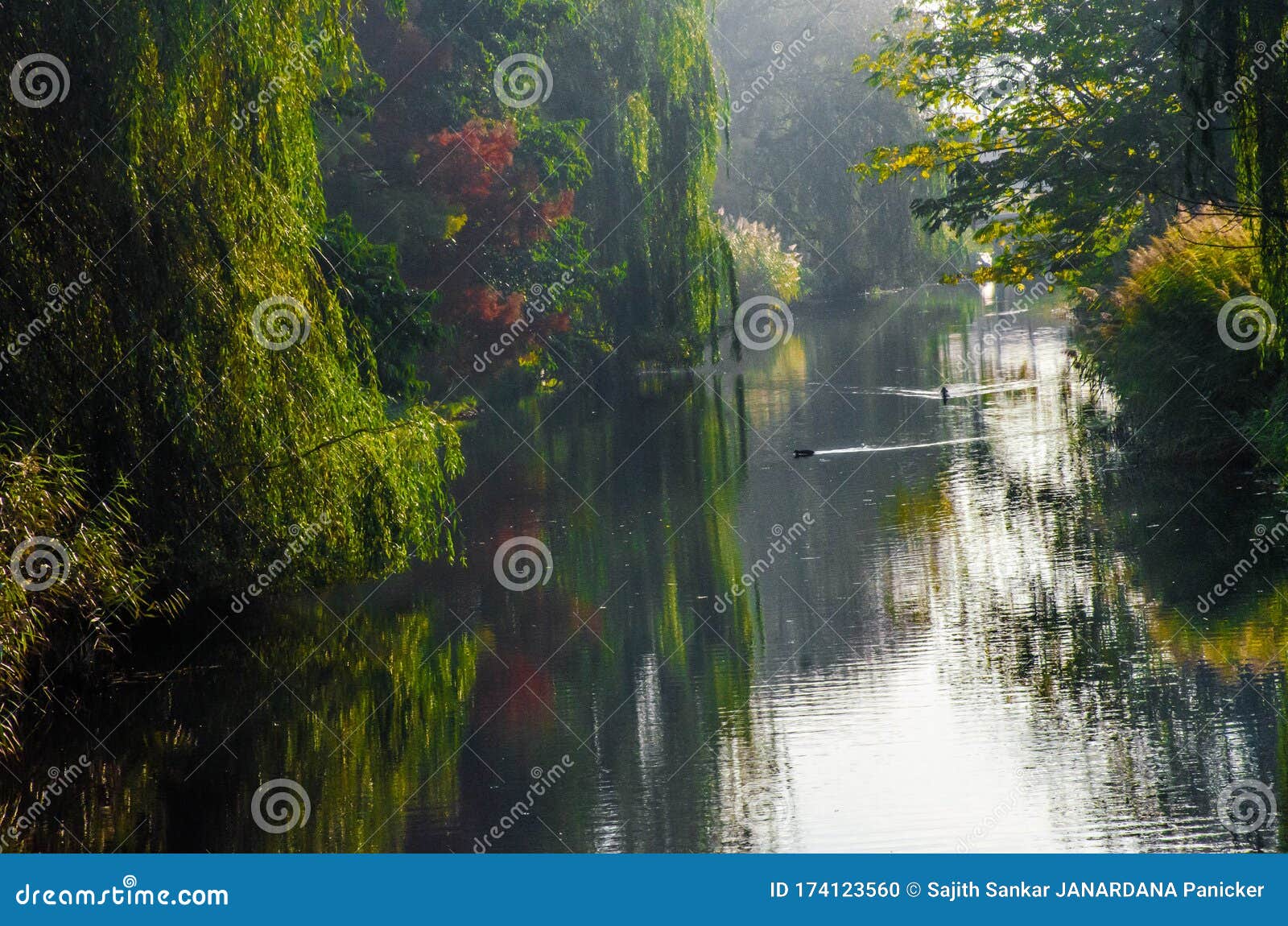Trees in Spring Lined on Two Sides of a Canal Showing Reflection Over ...