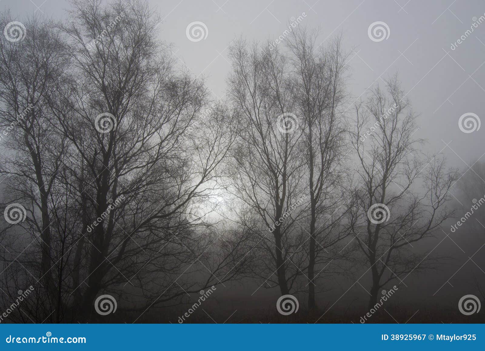 Trees in Spring Mist stock image. Image of trees, pennines - 38925967