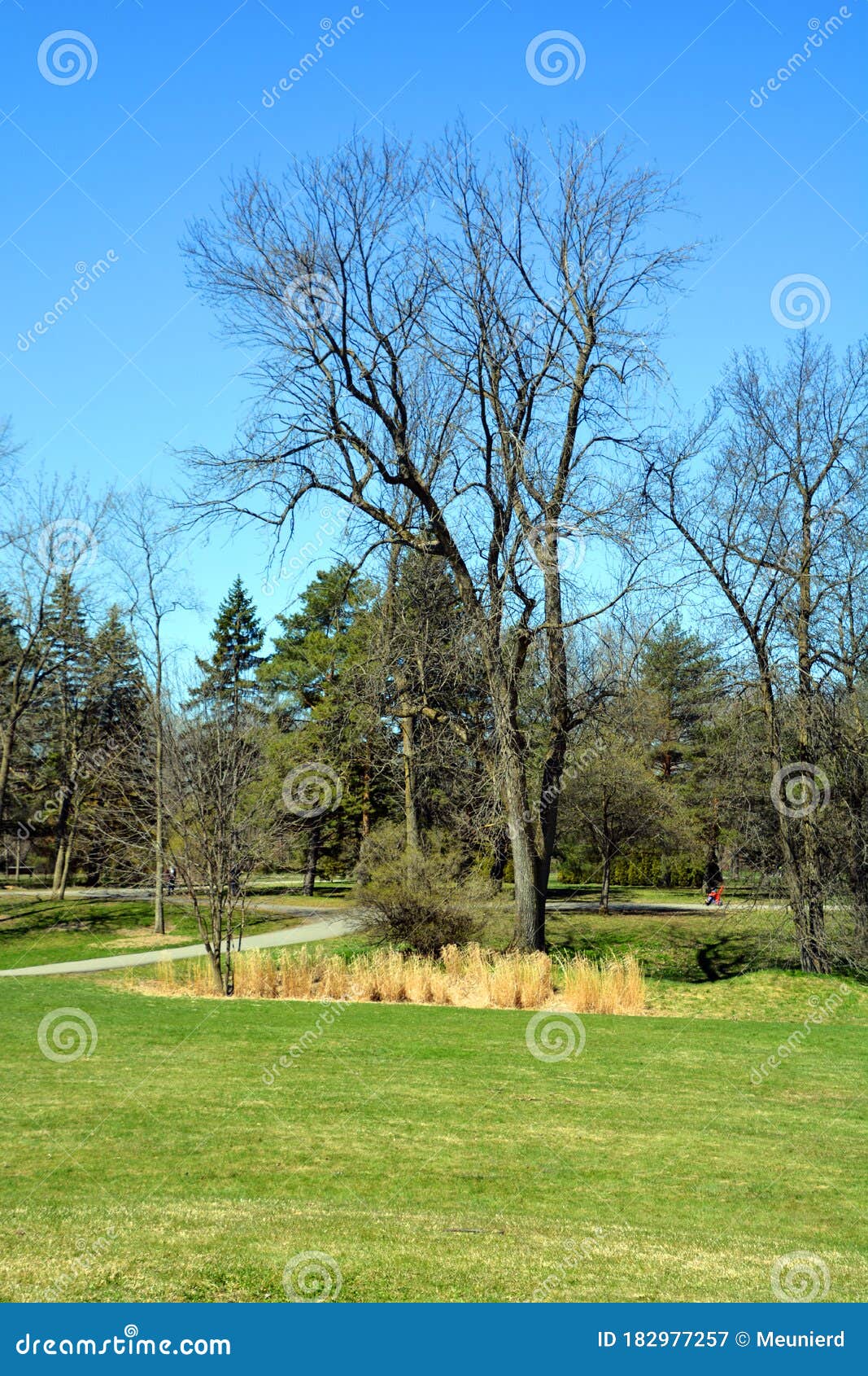 Trees in Spring Season in a Garden Stock Image - Image of close, grow ...