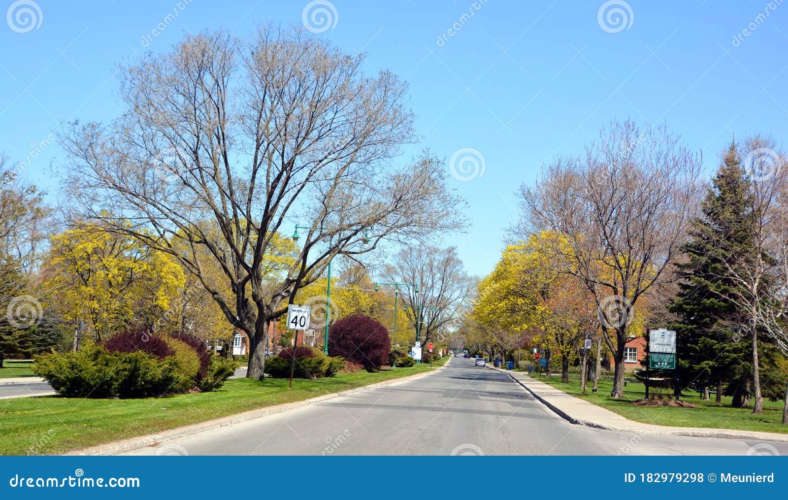 Trees in spring season editorial stock photo. Image of grow - 182979298