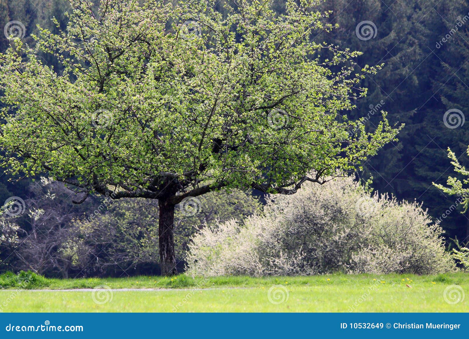 Trees in spring time stock image. Image of environment - 10532649