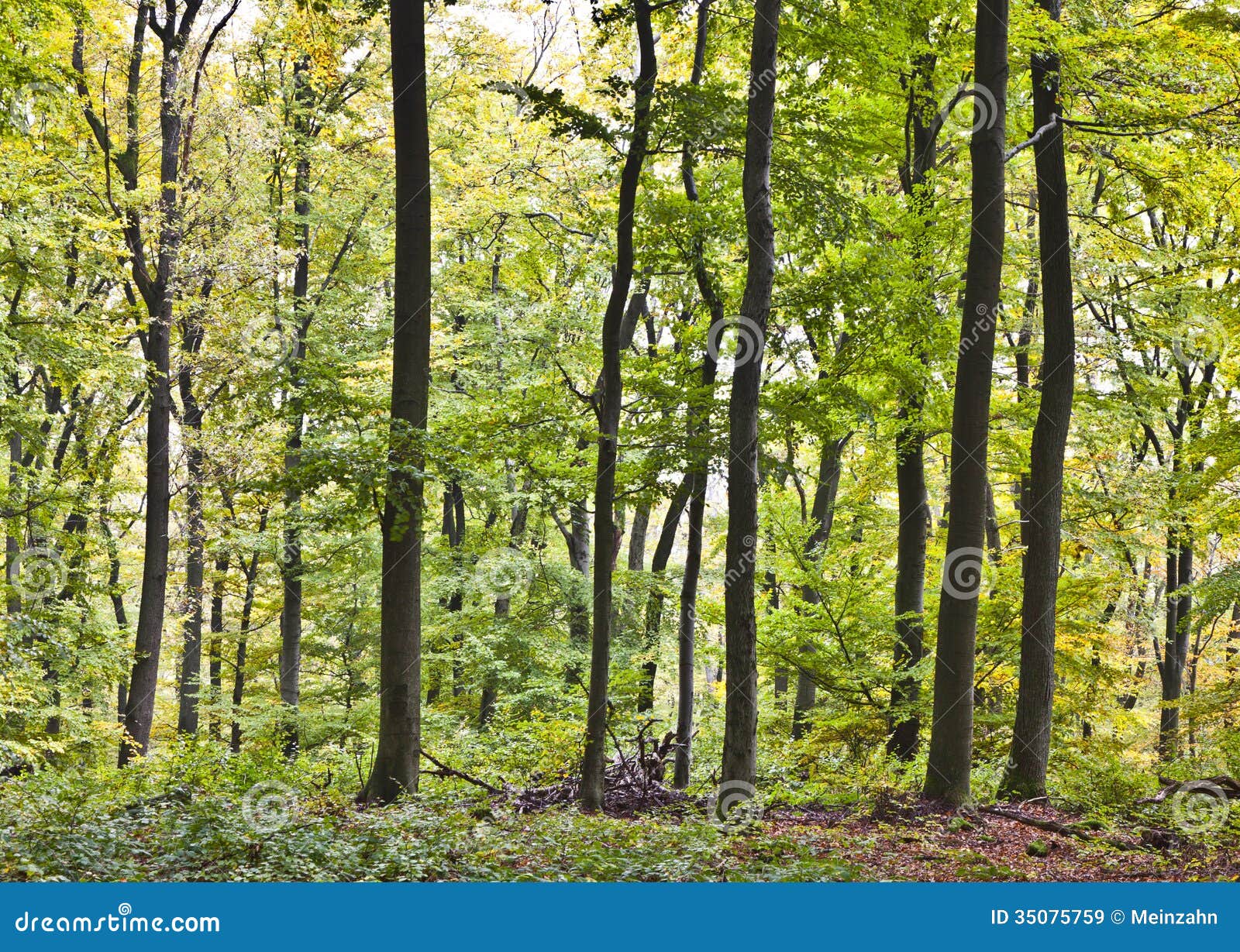 Trees in springtime stock image. Image of nature, outside - 35075759