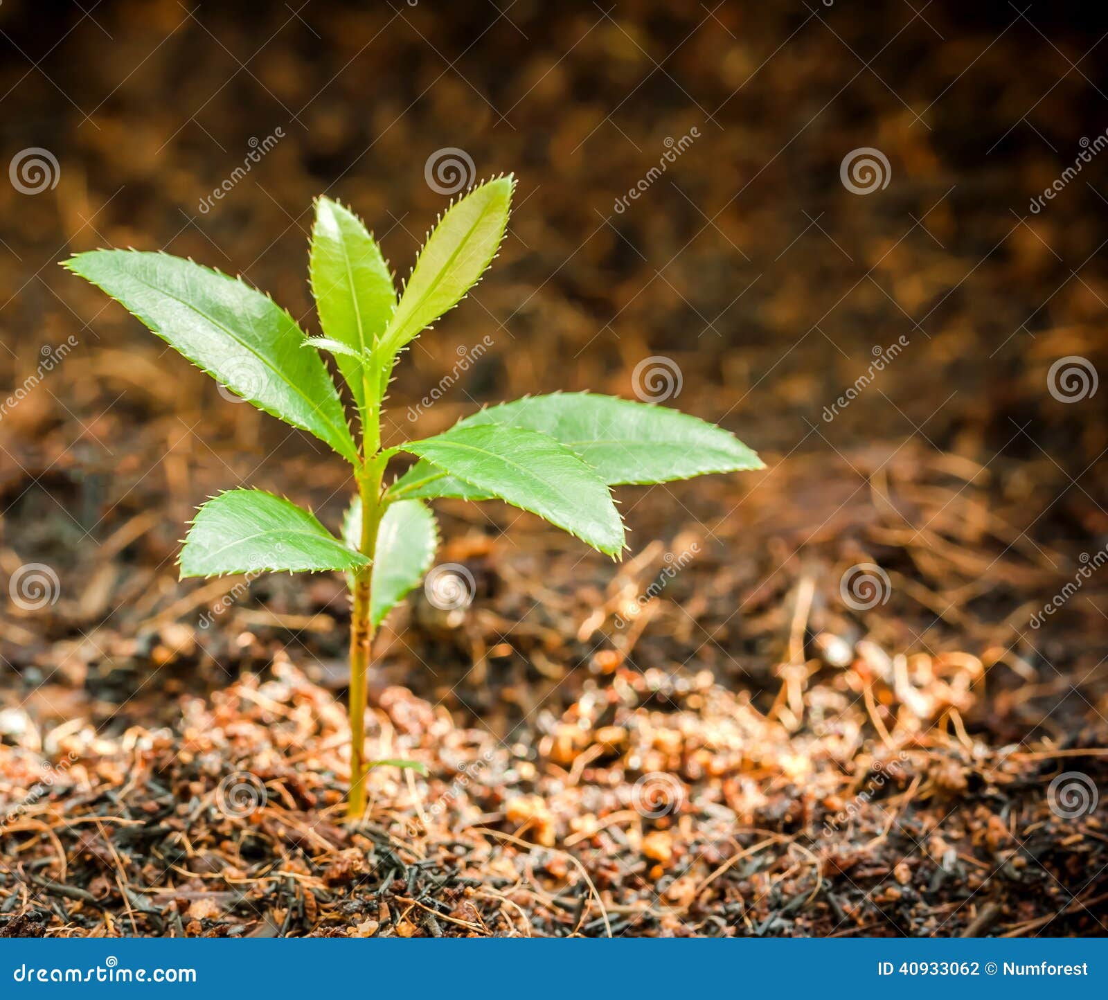 Trees are sprouting stock photo. Image of sprout, spring - 40933062