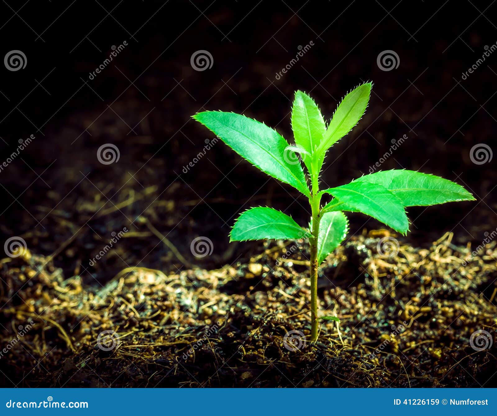 Trees are sprouting stock image. Image of green, life - 41226159