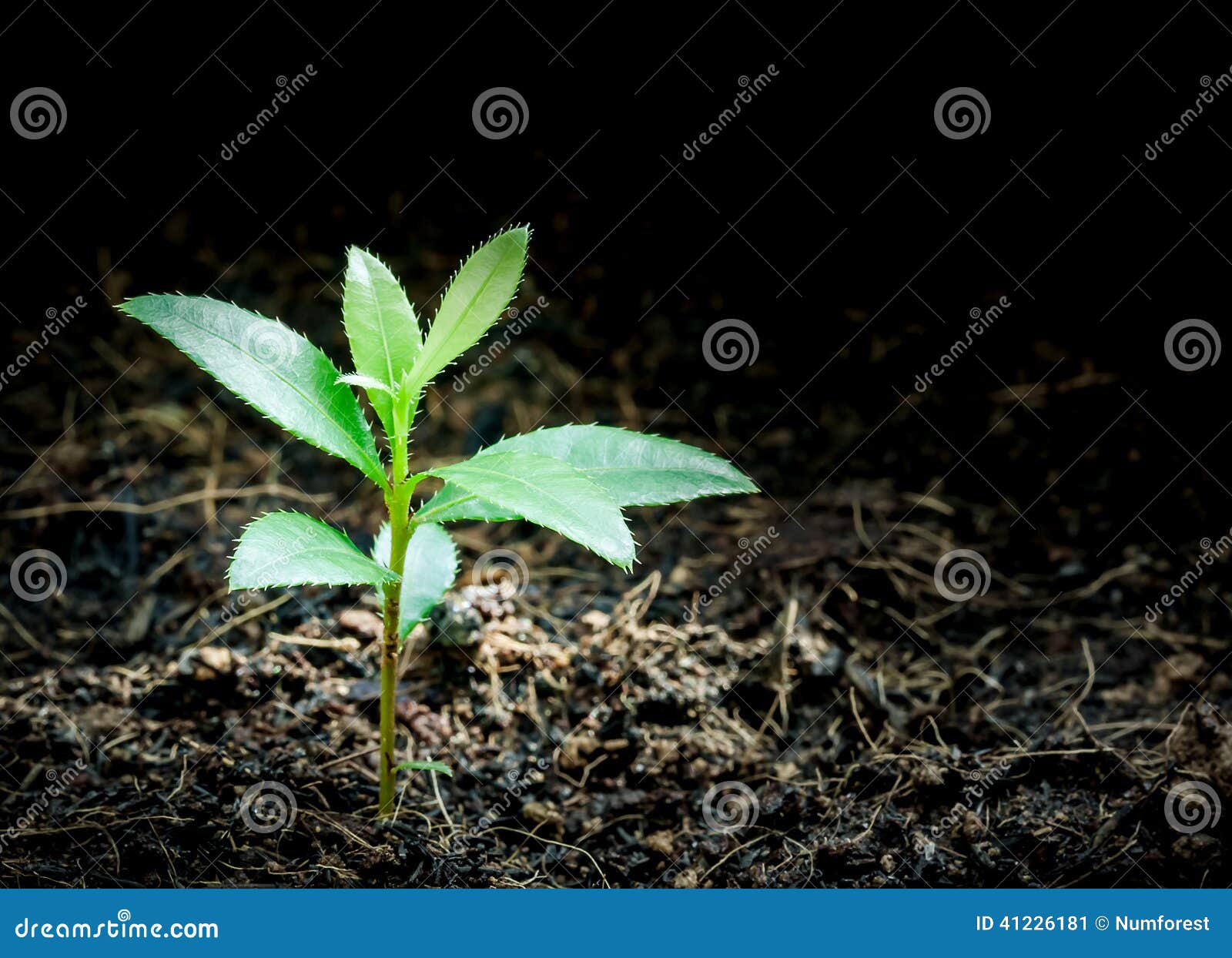 Trees are sprouting stock image. Image of growth, fresh - 41226181