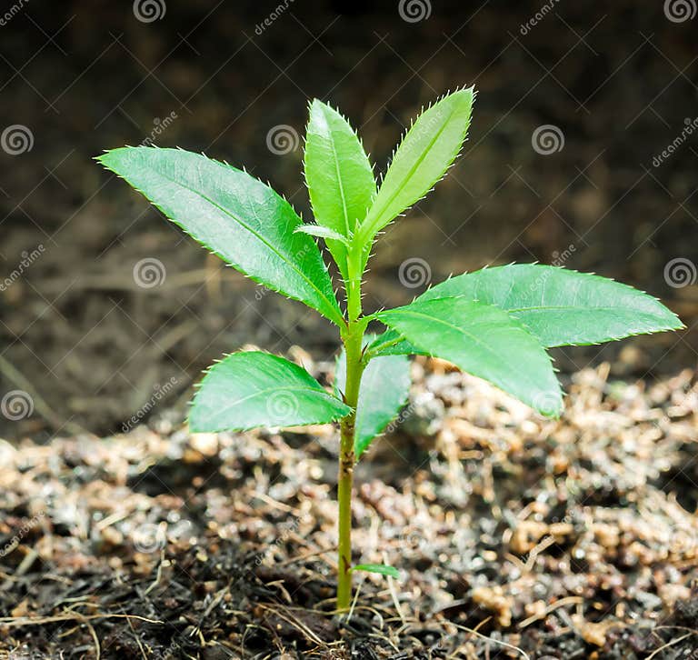 Trees are sprouting stock image. Image of botany, nature - 41496123
