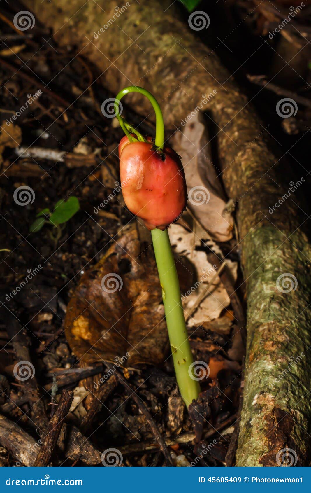 The Trees are Sprouting Seeds Stock Image - Image of growth, nature ...