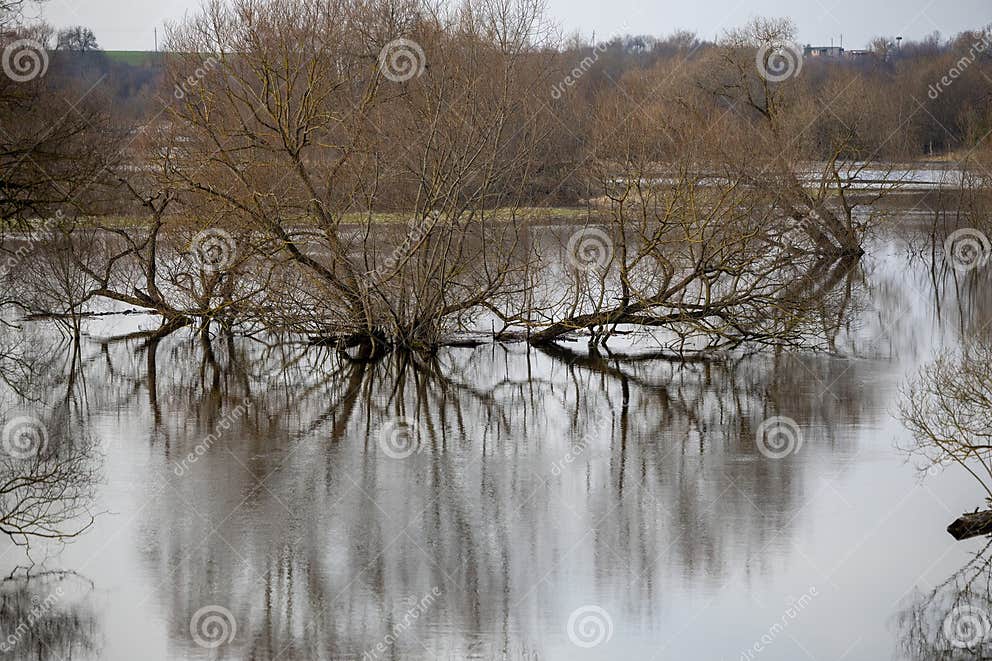 Trees Stand in the Water Spring Flood, Reflections Stock Image - Image ...