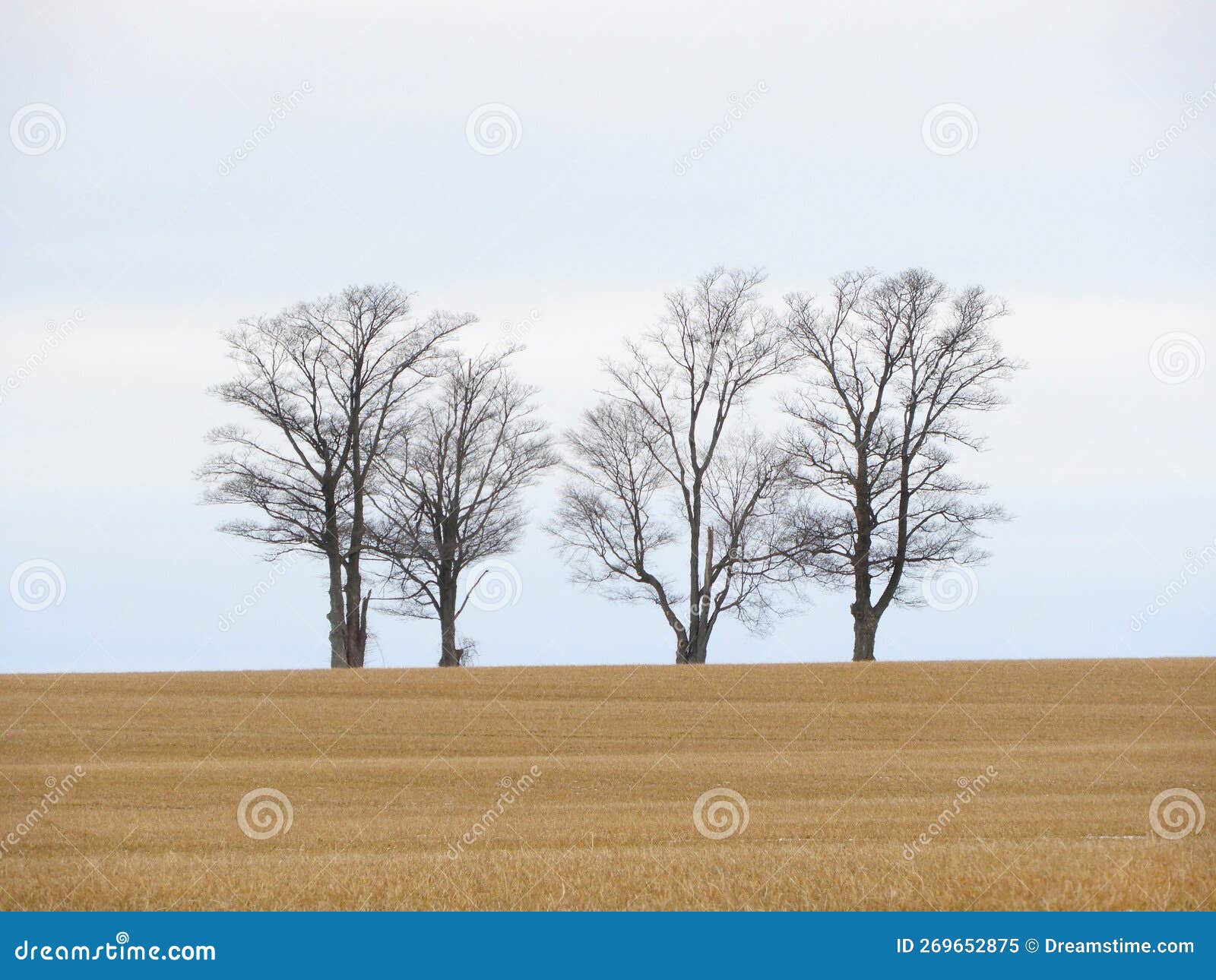 4 Trees Standing in Empty Wheat Crop Field in FingerLakes Stock Image ...