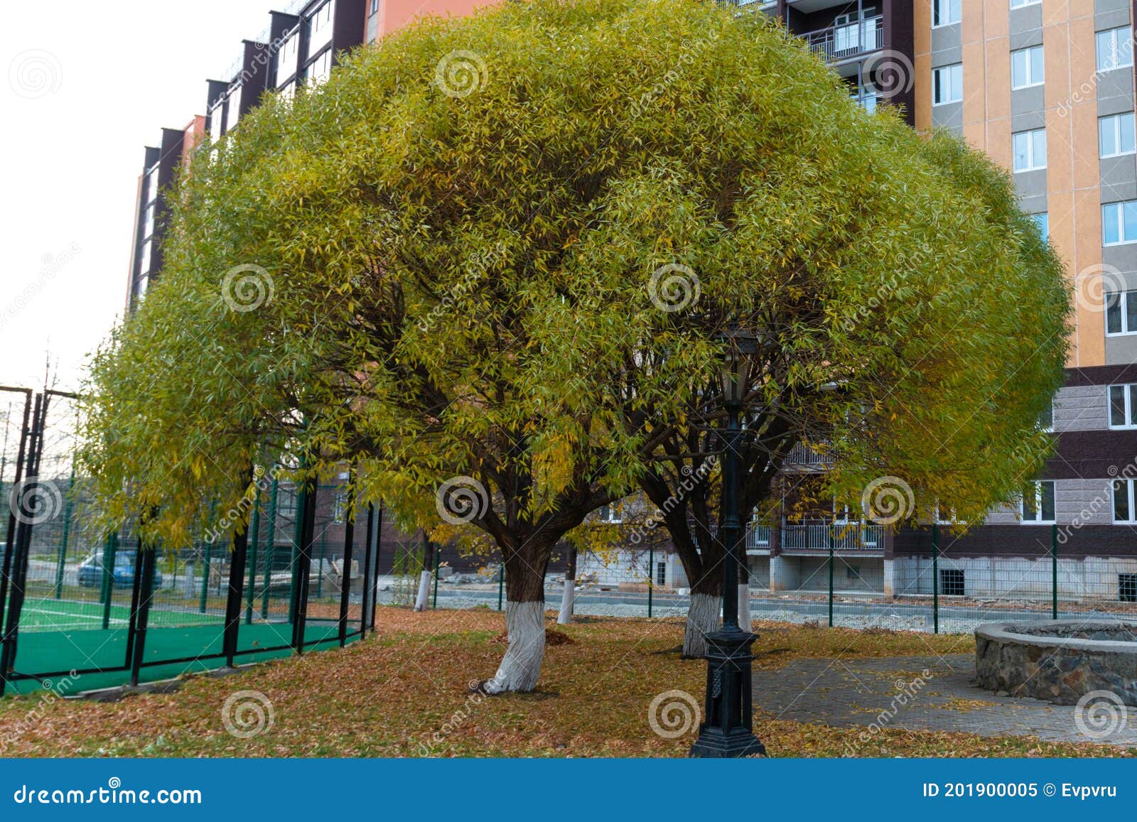Trees Standing in Front of a Multi-storey Building Stock Image - Image ...