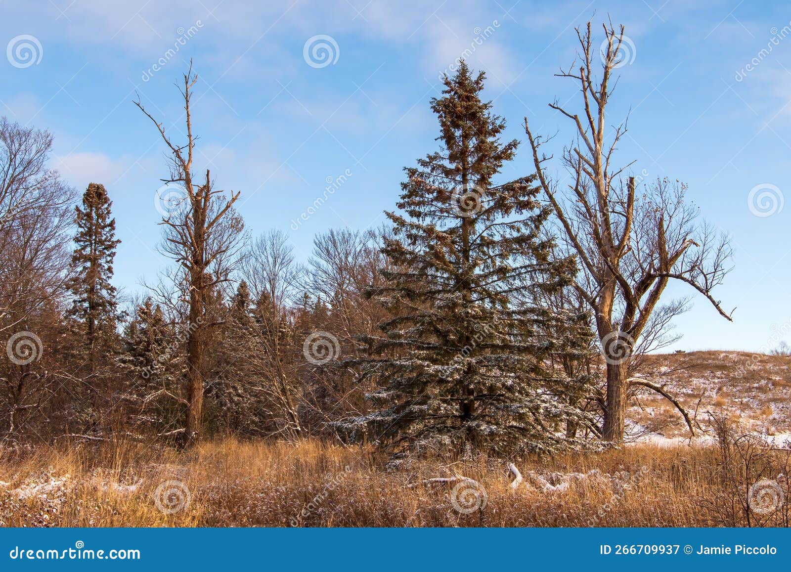Trees standing tall stock image. Image of tree, forest - 266709937