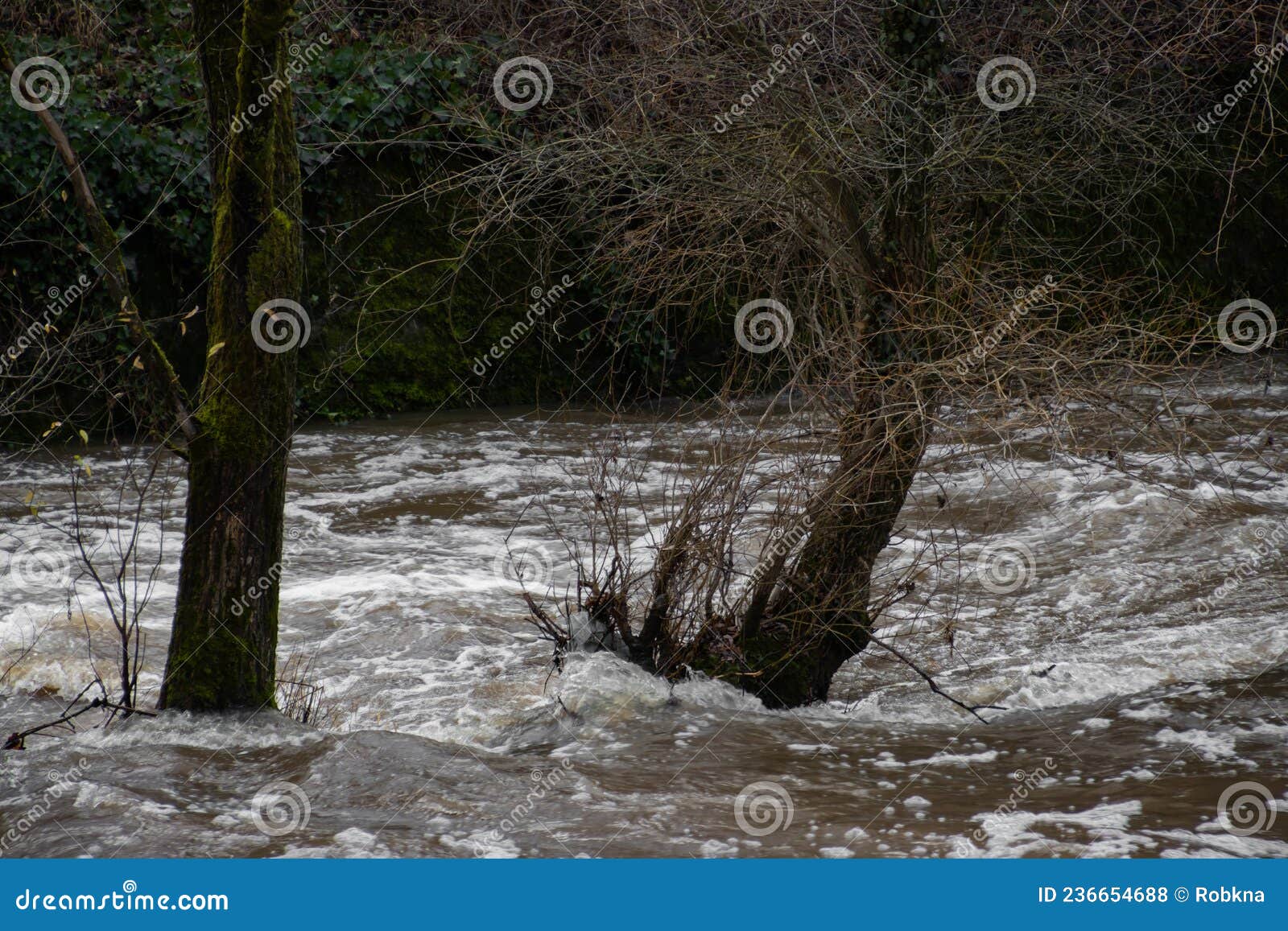 Trees Standing in the Water during a Flood Stock Photo - Image of ...