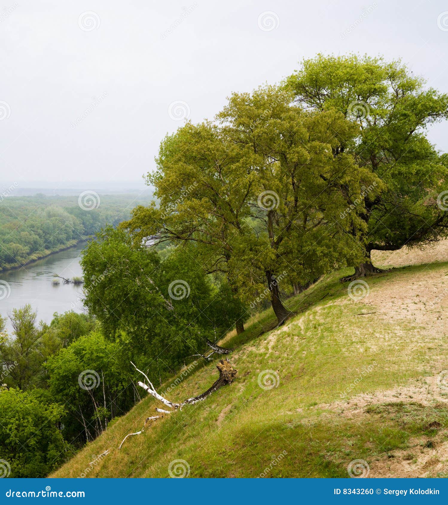 Trees on steep river bank stock photo. Image of landscape - 8343260