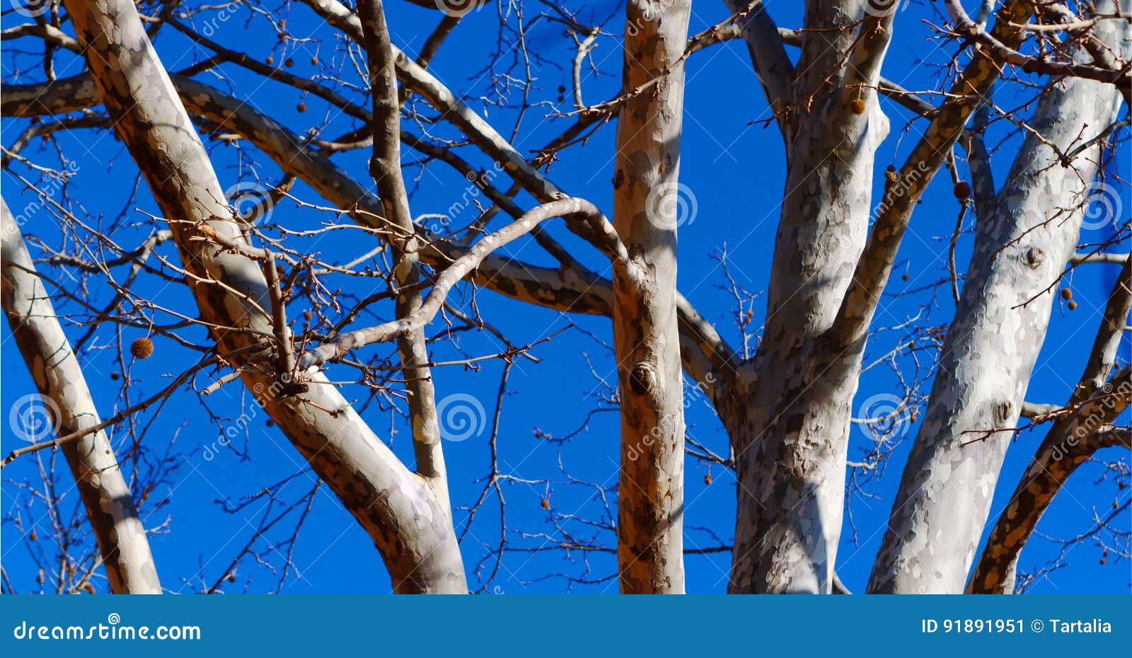 Trees Stems Against Blue Spring Sky Stock Image - Image of large ...