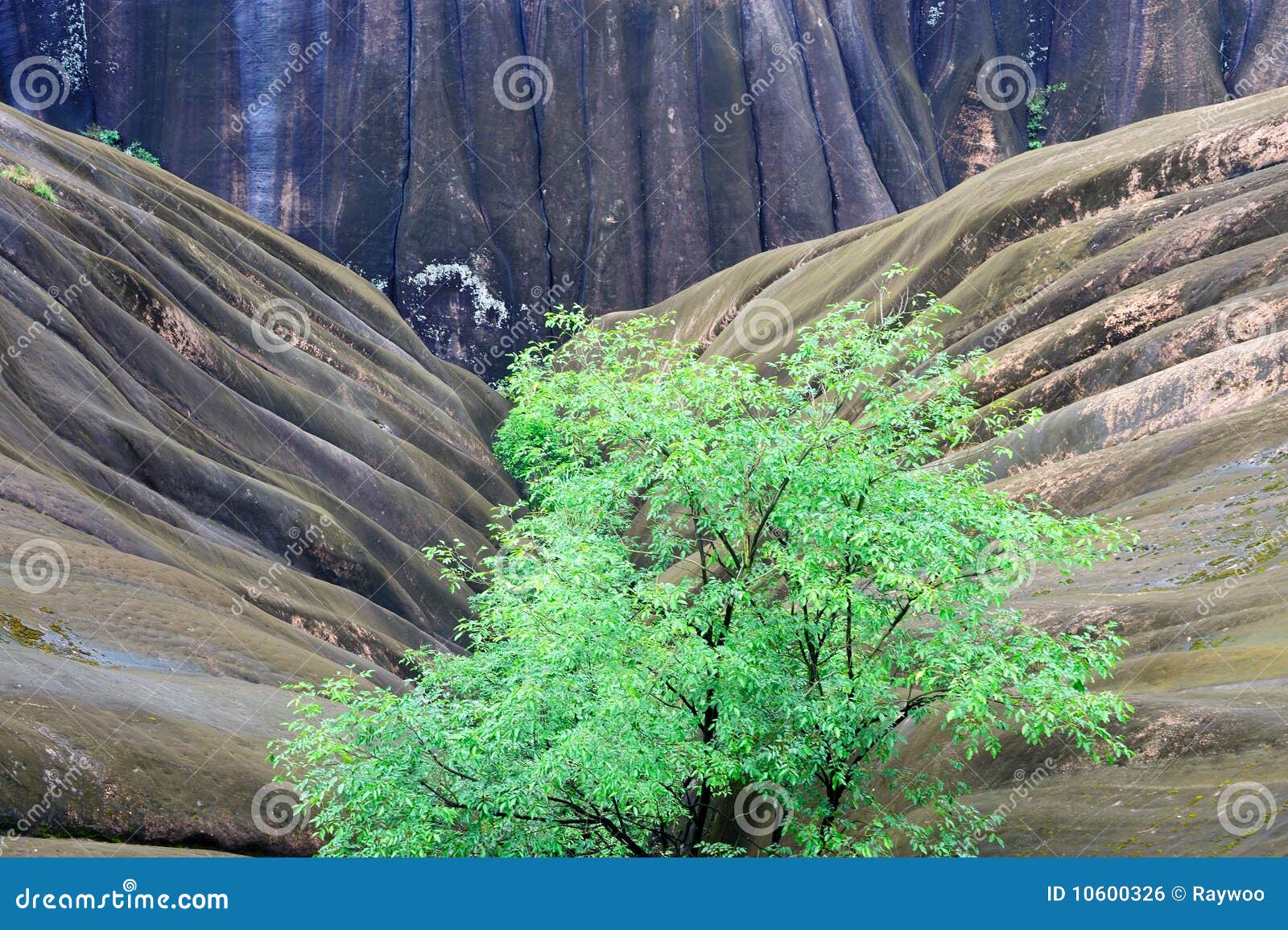 Trees and stones stock photo. Image of flora, stone, cranny - 10600326