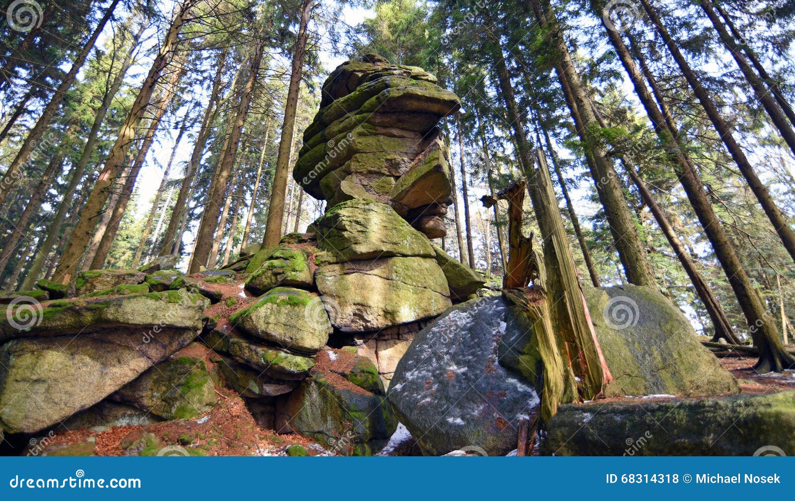 Trees and stones in forest stock photo. Image of forest - 68314318