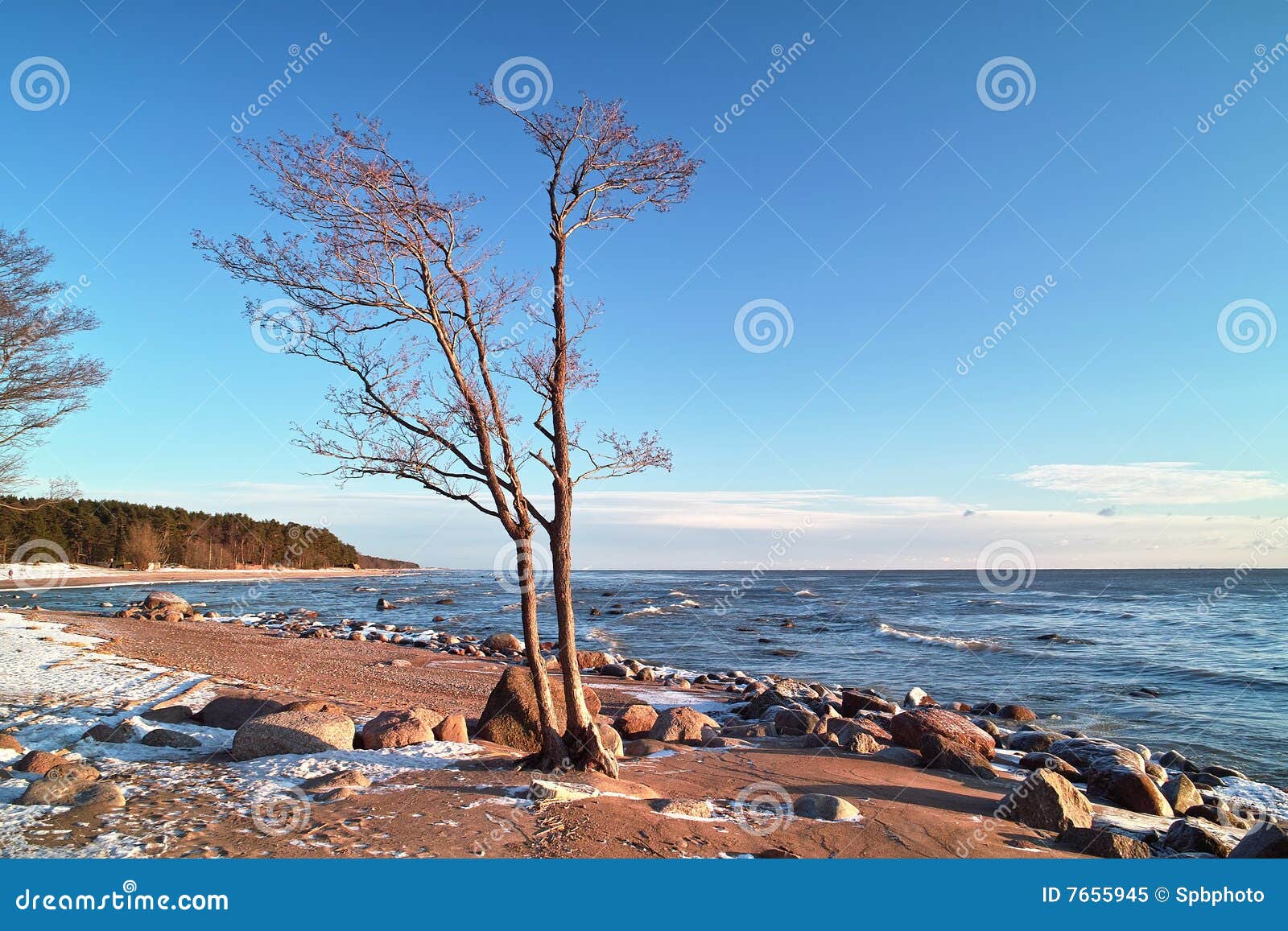 Trees and Stones at the Sea Beach Stock Image - Image of sand, season ...