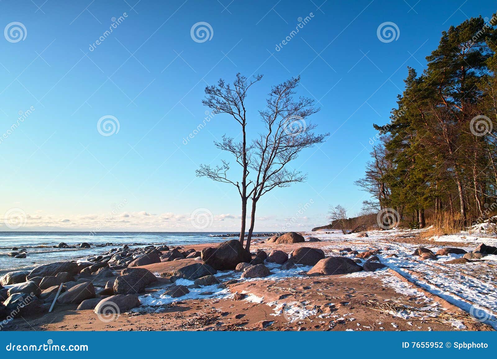 Trees and Stones at the Sea Beach Stock Photo - Image of north, europe ...