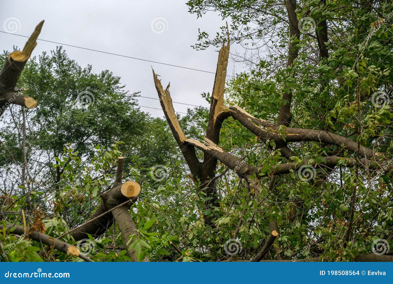 Trees And Storm Clouds Background - Heavy Dark Storm Clouds Over A ...
