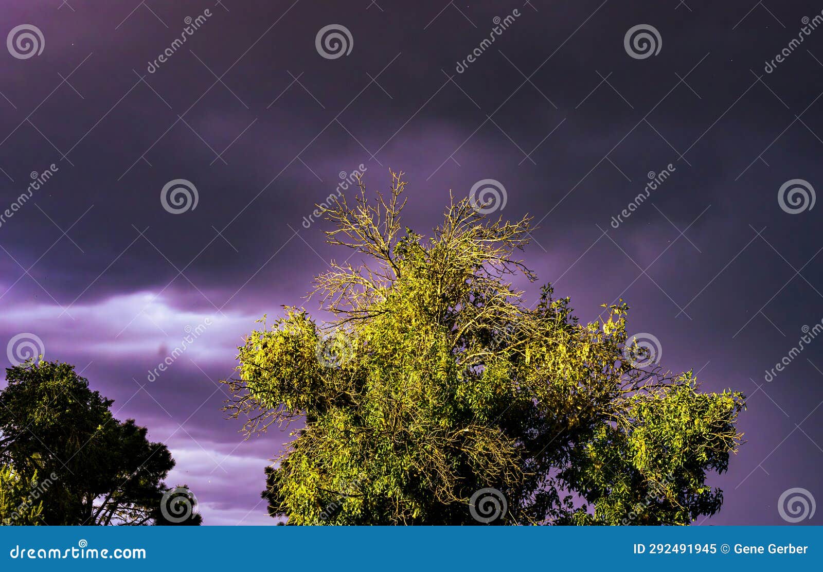 Trees and a Stormy Sky stock image. Image of cloud, scenic - 292491945