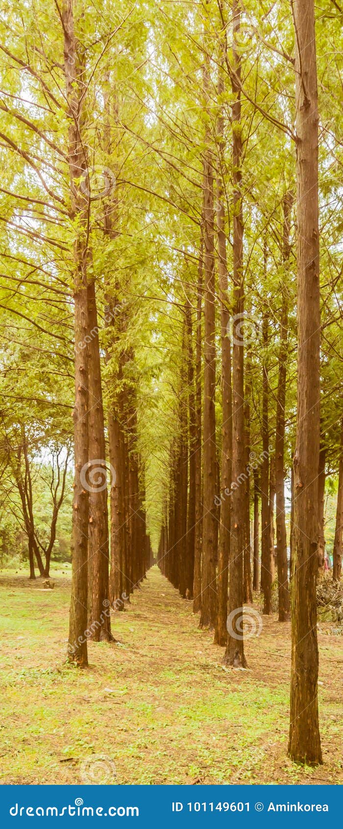 Trees in a straight line stock image. Image of tree - 101149601