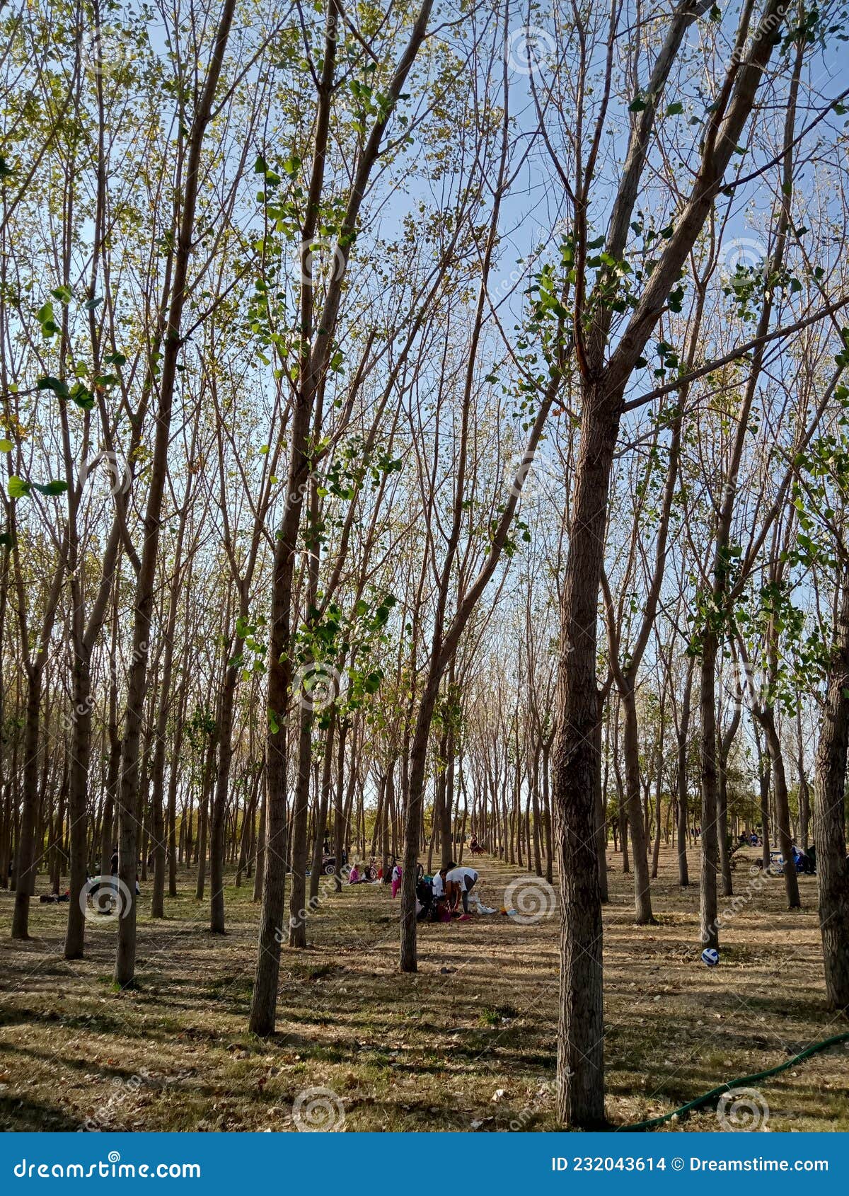 Trees Stretching To the Sky through the Blue Stock Photo - Image of ...