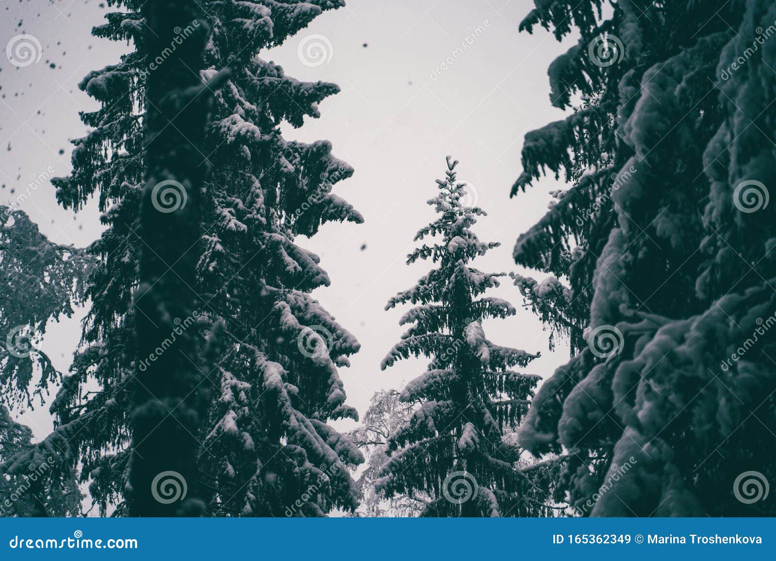 Trees Strewn with Snow in the Winter Forest. Stock Image - Image of ... Trees Strewn with Snow in the Winter Forest. Stock Image - Image of ...
