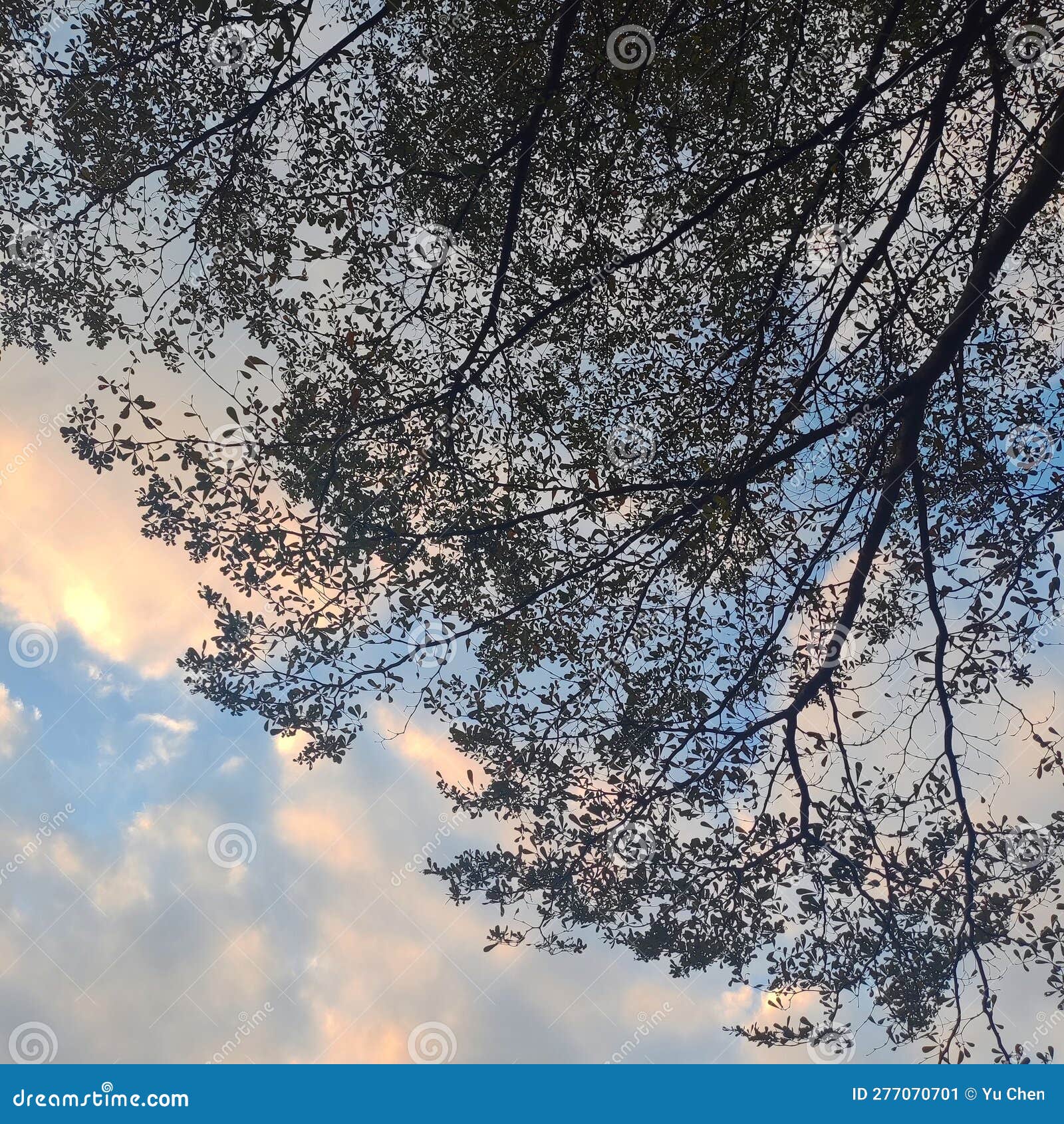 Trees are Striving To Grow, People are Striving To Survive Stock Image ...