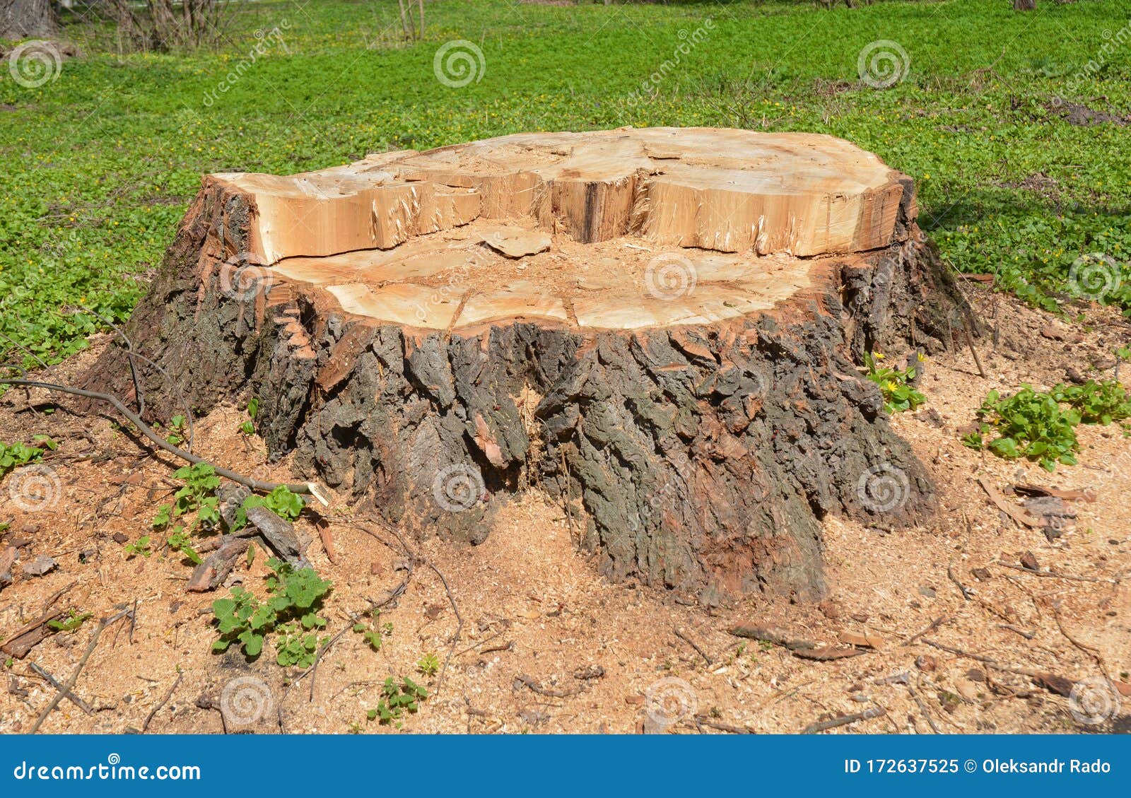 Trees Stump with Green Grass in the Forest Stock Image - Image of ...