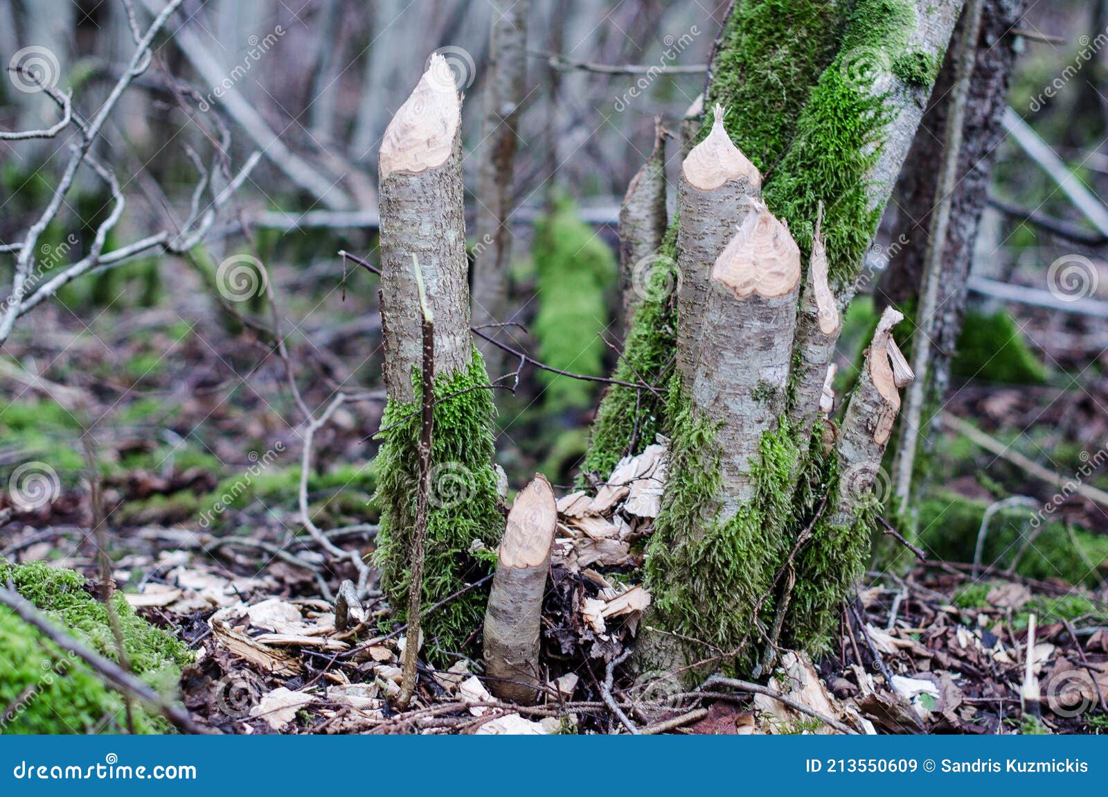 Trees Stumps Bitten by a Beaver Stock Image - Image of natural, macro ...