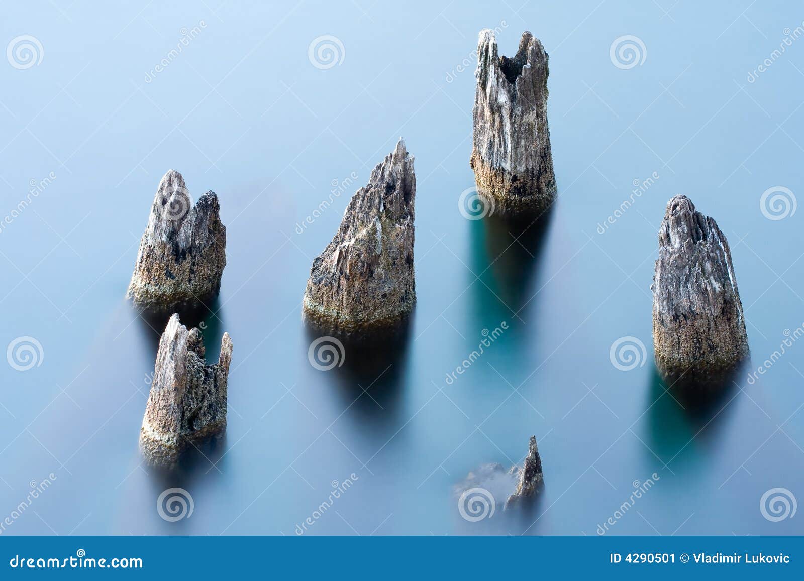 Trees submerged into water stock image. Image of graphic - 4290501