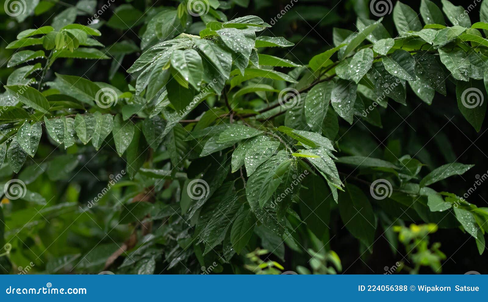 Tree in the rain stock photo. Image of trees, garden - 224056388