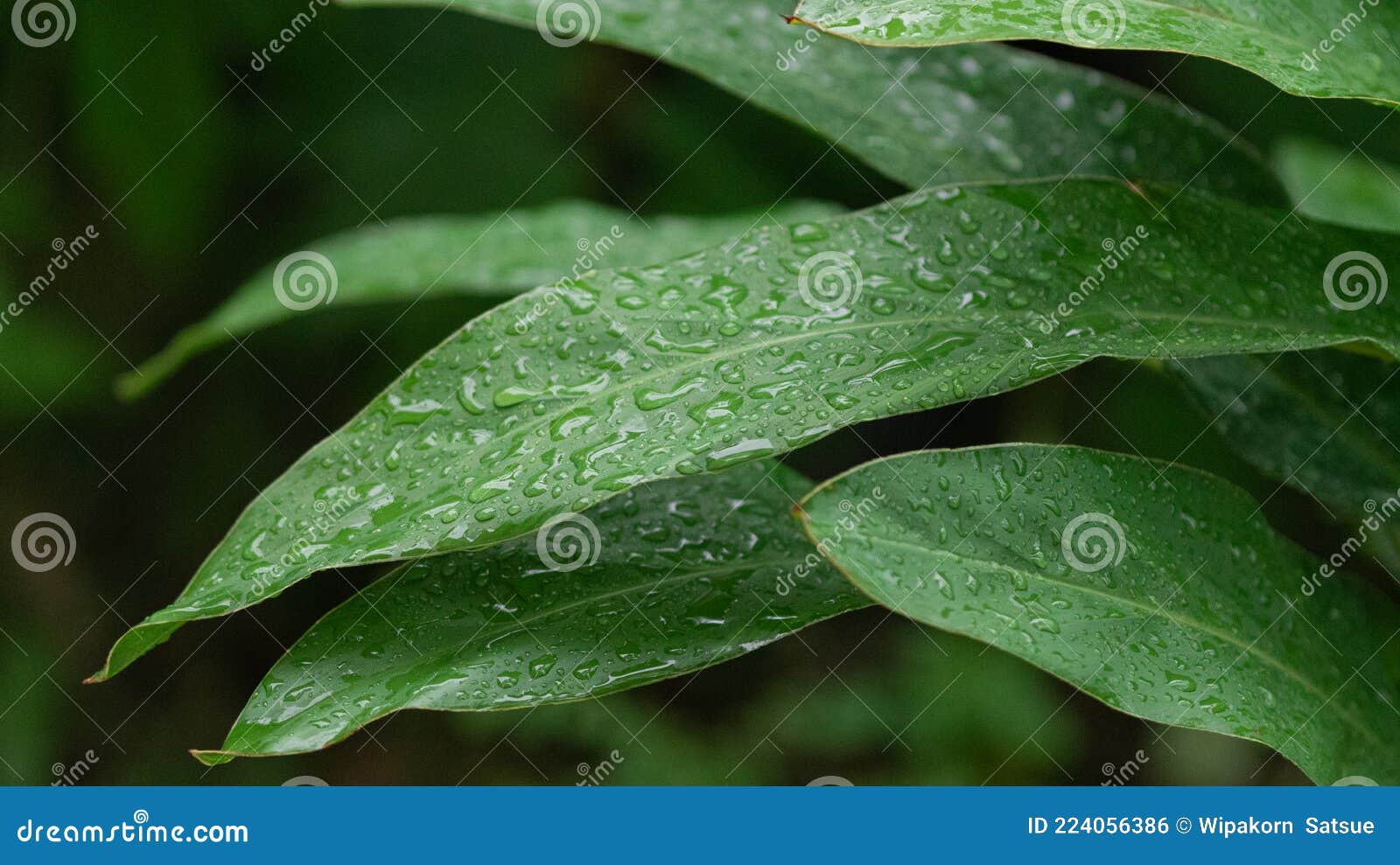 Tree in the rain stock photo. Image of succulent, sunset - 224056386