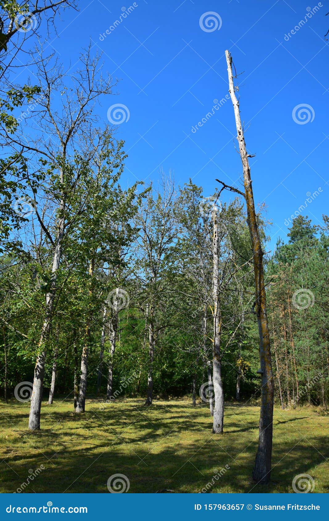 Trees Suffering from Dryness Stock Image - Image of europe, damage ...