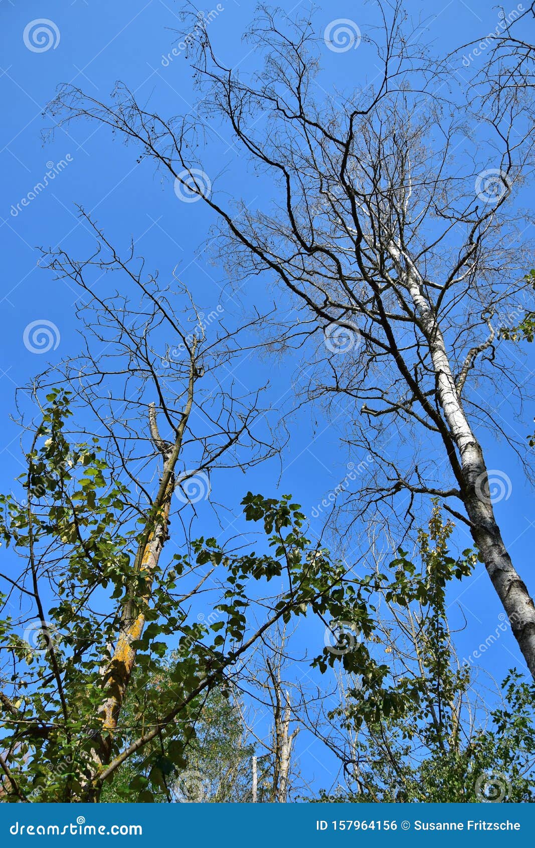 Trees Suffering from Dryness Stock Photo - Image of plant, blue: 157964156