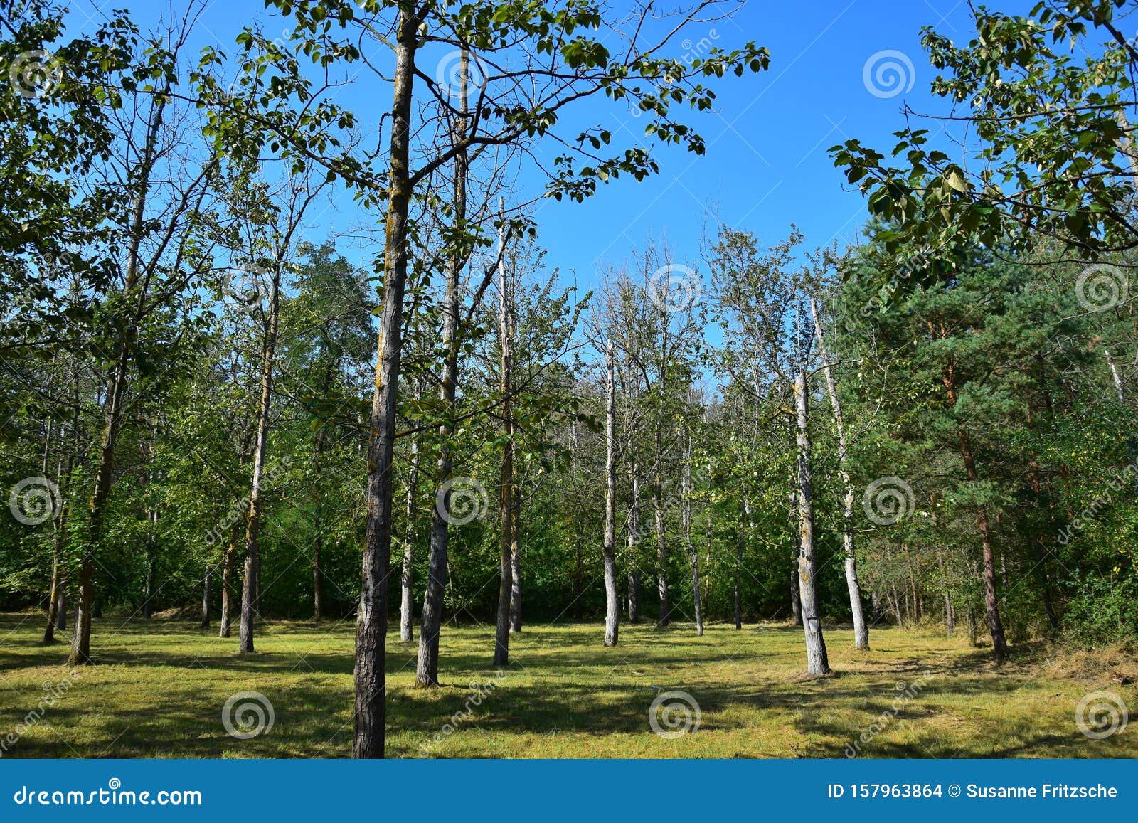 Trees Suffering from Dryness Stock Photo - Image of climate, change ...